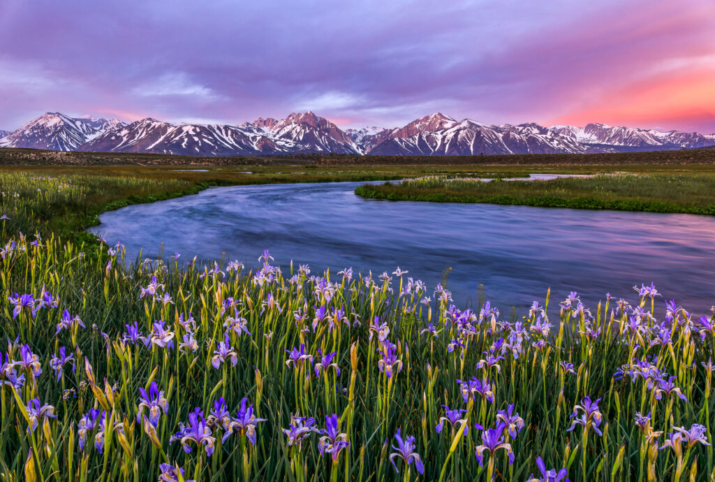 Ownes River Spring Iris | Mammoth Lakes, CA - Samantha Lindberg Photography